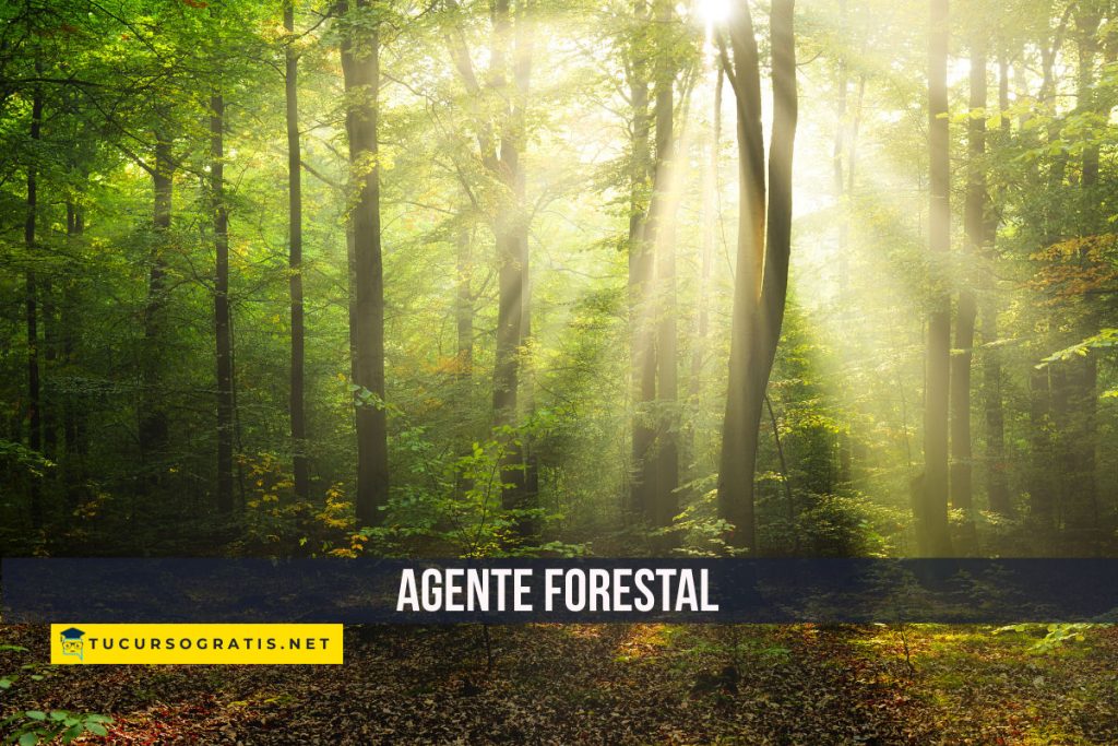 ¿Cuánto gana un agente foresta? Comparativa sueldos 2025